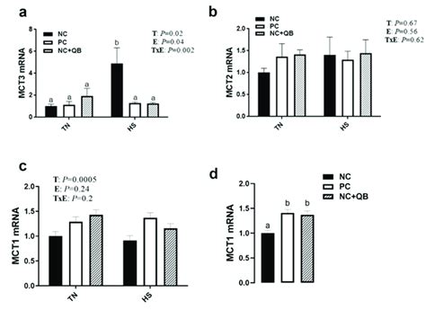 Effects Of Qb Supplementation On Breast Muscle Mct Gene Expressions In
