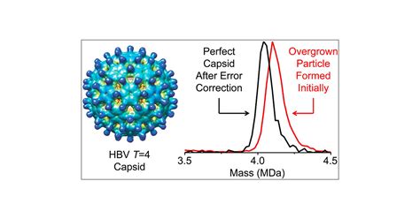 Hepatitis B Virus Capsid Completion Occurs Through Error Correction Journal Of The American