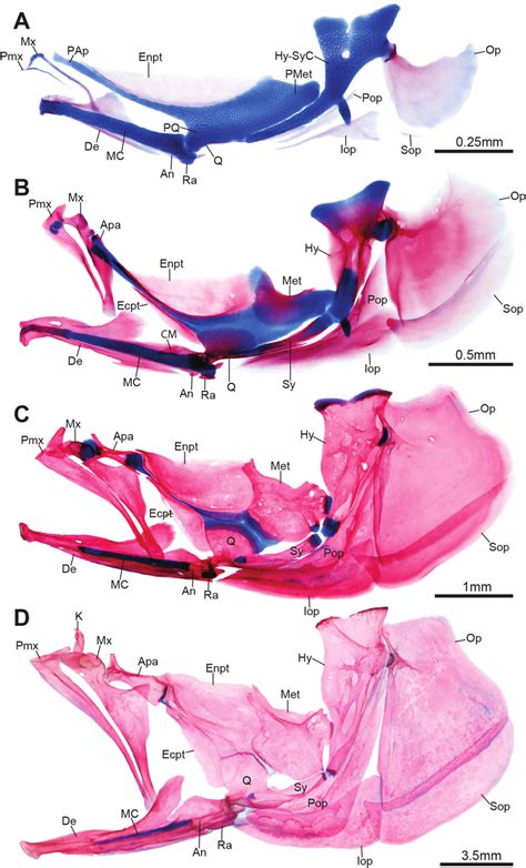 Ontogeny Of The Hyopalatine Arch Jaws And Opercular Series Of Download Scientific Diagram