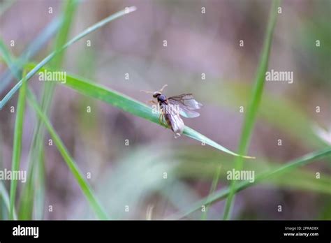 Flying Ants Hi Res Stock Photography And Images Alamy