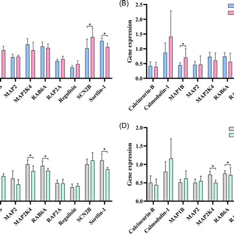 Expression Of Aging‐related Genes In Sam‐p 8 Mice A Gene Expression Download Scientific