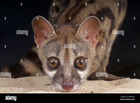 Genetische Genetta Fotos Und Bildmaterial In Hoher Auflösung Alamy