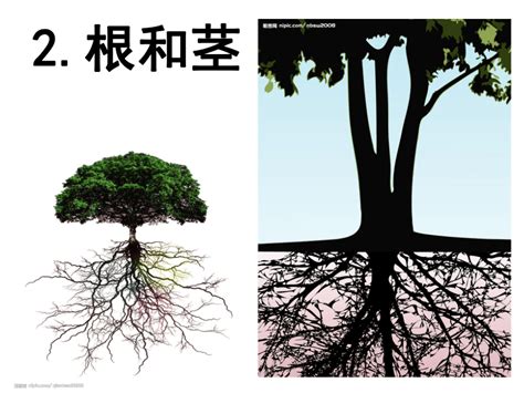 科学 根和茎 课件34张ppt 课件下载预览 二一课件通