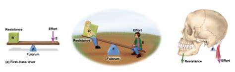 A P Chapter Flashcards Quizlet