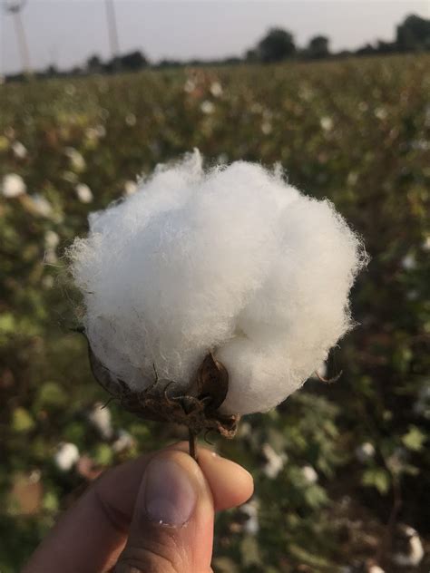 면 목화 꽃 Pixabay의 무료 사진 Pixabay