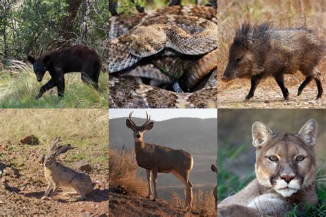 Is Big Bend National Park Safe 2026 Update National Park Obsessed