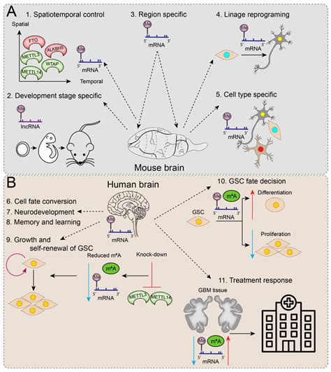 Functions Of Epitranscriptomic Regulators And Rna Modifications In The