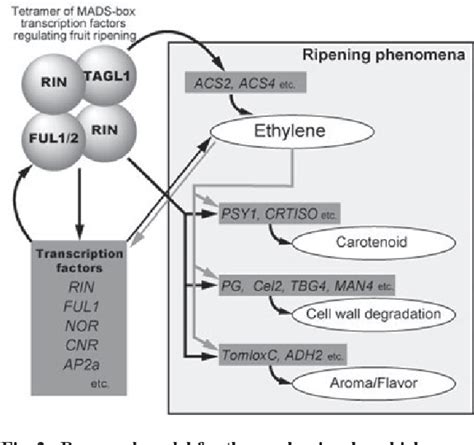 Figure 1 From Regulation Of Tomato Fruit Ripening By Mads Box Transcription Factors Semantic