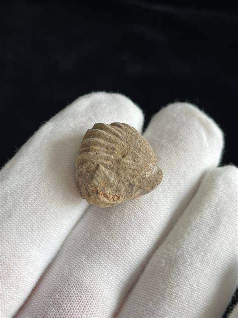 Shell Fossil Fossilized Seashell Blanchard Nm Etsy