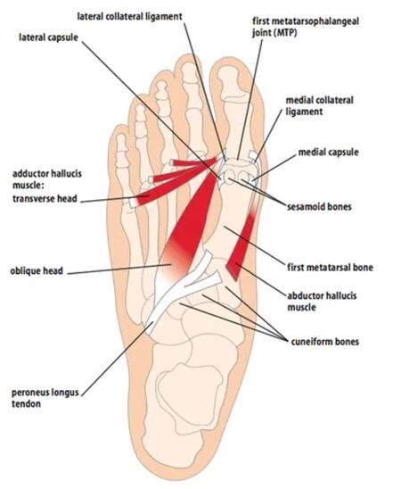 Great Toe Wikism Sports Medicine Wiki