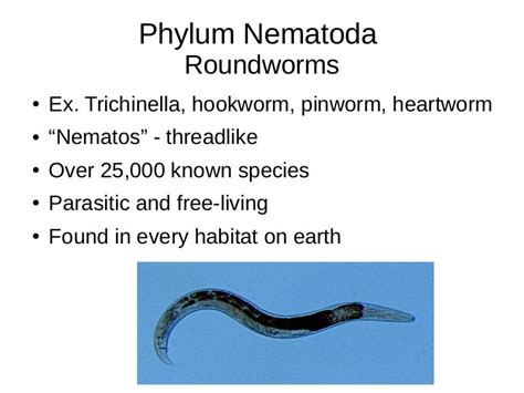 Class Nematoda Examples At Kristie Cummings Blog