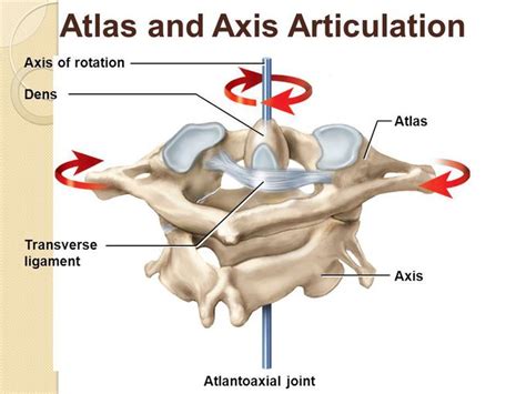 Atlas And Axis Rotation MEDizzy