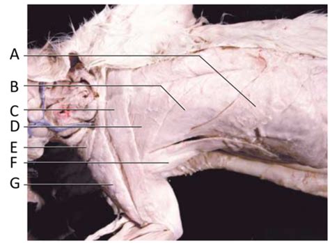 Cat Dissection Checklist 1 Flashcards Quizlet