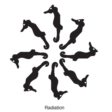 Series Design Principles Radiation Behance