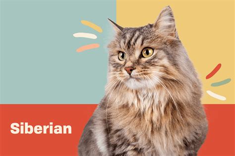 The Siberian Cat Breed Personality And Grooming