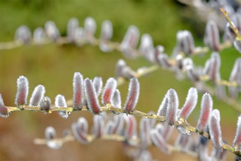 Willow Catkin Shrub Nature Free Photo On Pixabay