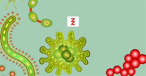Biologija Za 5 Razred Kviz Biologija I Njen Značaj Za Razvoj I
