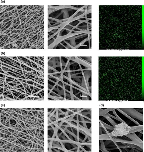 Representative Sem Micrographs At Different Magnifications Along With