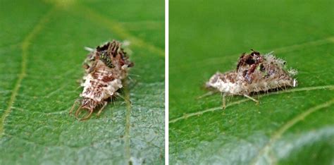 Lacewing Larvae Earthstar