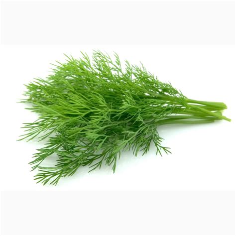 Укроп из Узбекистана — Agro-Uzbekistan