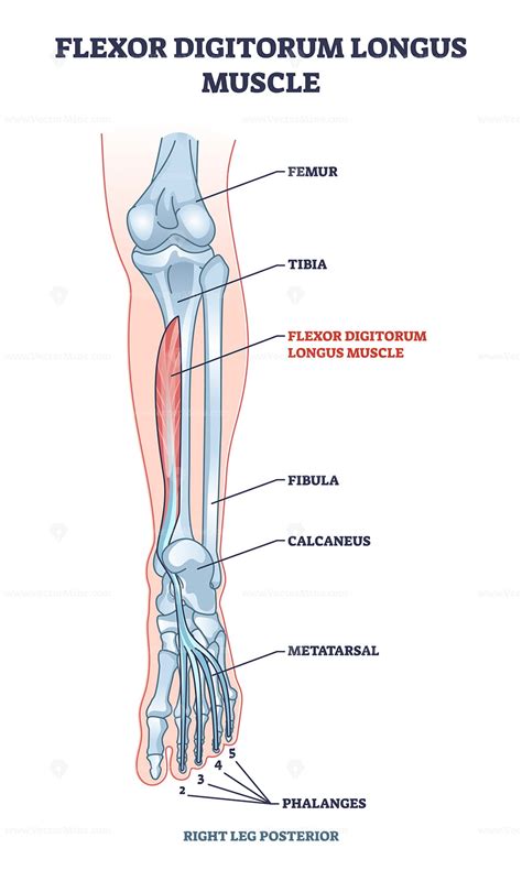 Flexor Digitorum Profundus Muscle And Human Arm Bones Outline Diagram