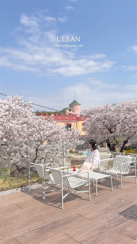 329 주말에 만개 예정‼️국내에 이렇게 그림같은 곳이 있다니💛 역대급 노랑 물결 수선화와 푸른 바다가 펼쳐진 풍경이 보자마자 감탄만 나오게 만들던곳🥺 수선화가 꽤 피기