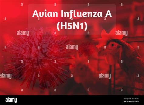 Avian Influenza A H5n1 Outbreak Concept On Chicken Farm Background Avian Influenza A Virus