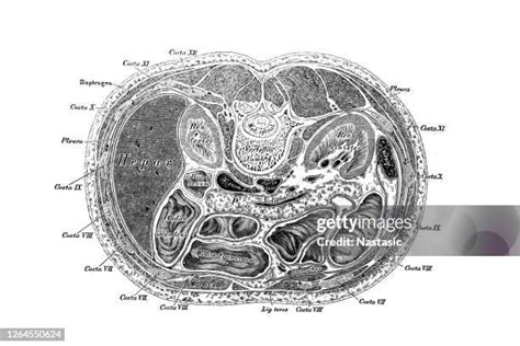 Cross Section Of The Gallbladder Photos And Premium High Res Pictures Getty Images