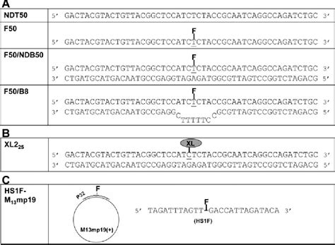 Regulation Of DNA Binding Semantic Scholar