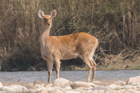 Wild Nepal Celebrating Nepals Wildlife Mammals Of Nepal Deer