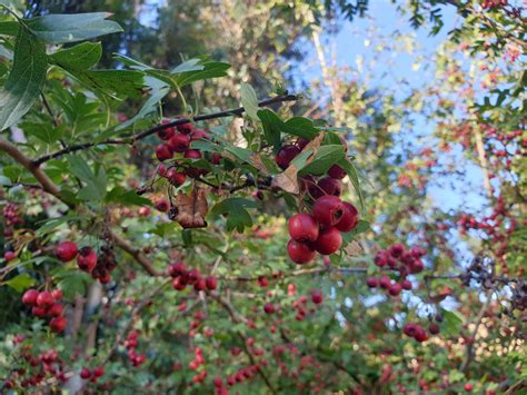 Have Seen These Berries For A Long Time But Have Never Known What They Are Or If They Are Safe