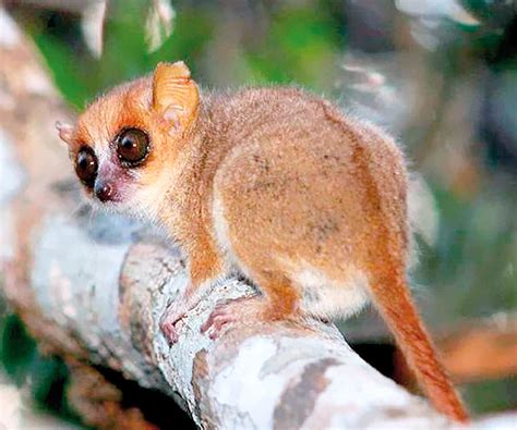 با 11 حیوان بسیار کوچک در نوع خود آشنا شوید