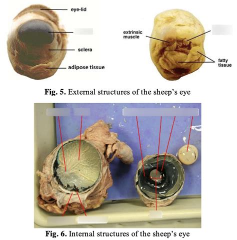 Cow Eye Diagram Quizlet