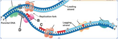 Ch DNA Replication Diagram Quizlet