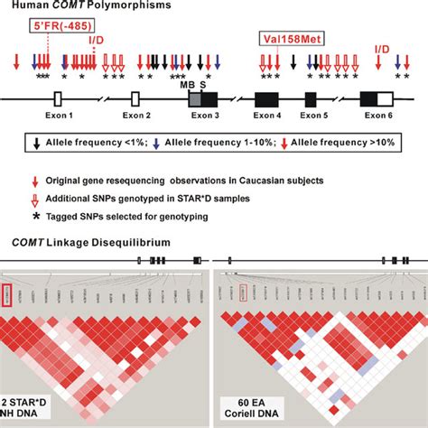 Human Comt Genetic Polymorphisms And Linkage Disequilibrium In Download Scientific Diagram