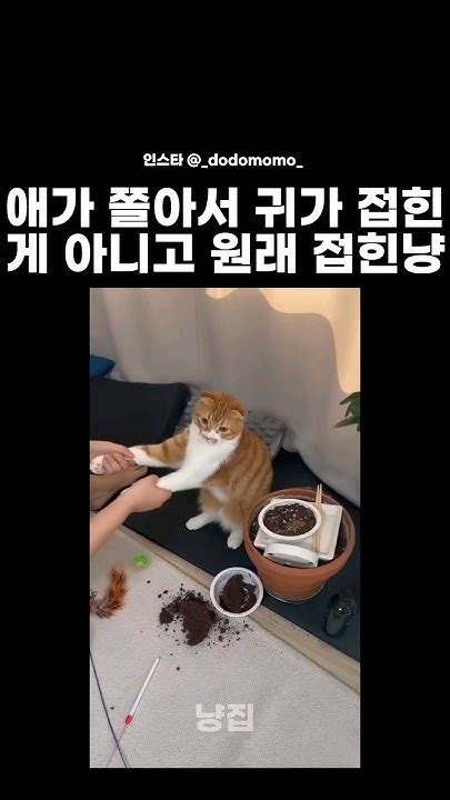 복잡 미묘한 고양이 표정 Youtube