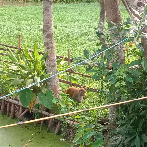 sayan bhattacharjee on linkedin nature