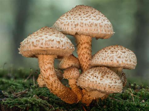 Shaggy Scalycap Mushrooms Identification Lookalikes And Edibility