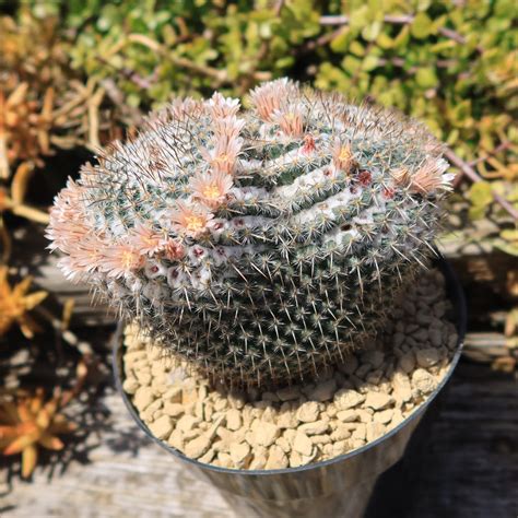 Owl Eye Cactus Mammillaria Parkinsonii Order Online At Planet Desert