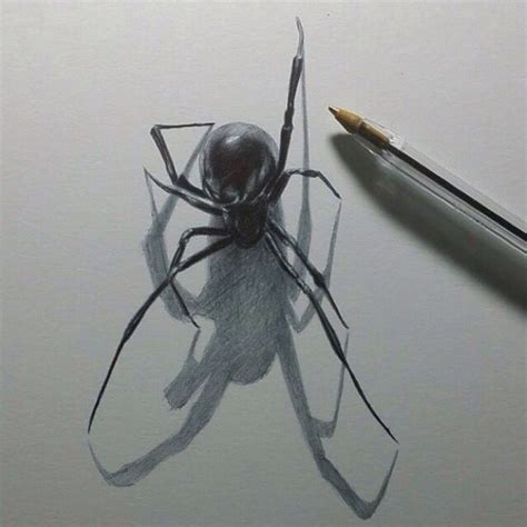 Realistic Spider Drawing