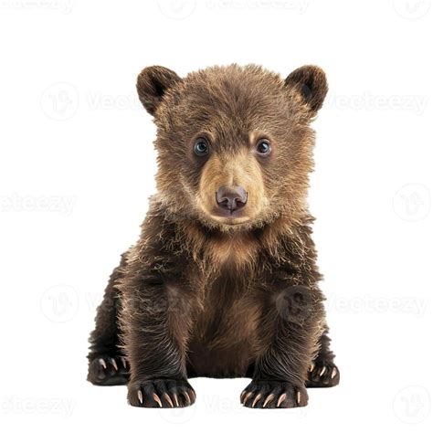 Brown Bear Cub Sitting On White Background 50968419 Stock Photo At Vecteezy