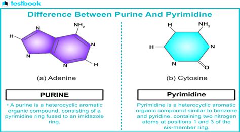 Difference Between Purines And Pyrimidines DNA And RNA Building Blocks