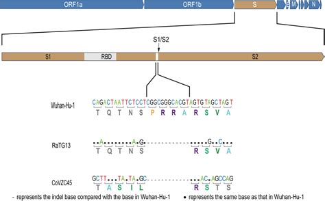 Frontiers Comparative Genomic Analyses Reveal A Specific Mutation Pattern Between Human