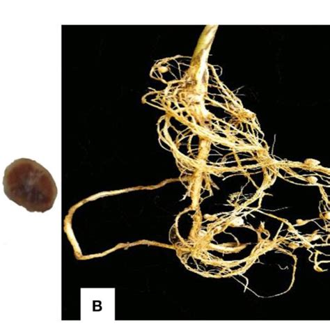 Figure E E Soybean Nodules And The Root Form Of Inoculated And Download Scientific Diagram