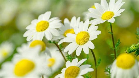 Bunga Chamomile Menyegarkan Mata Pikiran Dan Tubuh Star Farm
