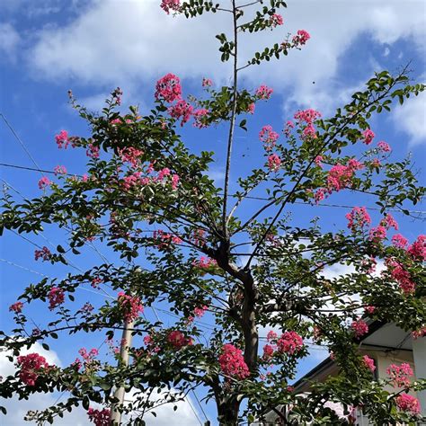 サルスベリ 夏の青空に向かって幹の先にピンクや白の花を咲かせています。幹がすべすべしています。