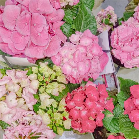 핑크 보라색 파란 수국 색깔 모종 키우기 물꽂이 물 주기 꽃말 네이버 블로그