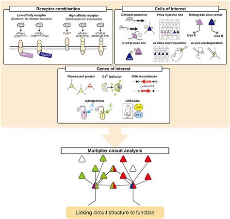 Frontiers Multiplex Neural Circuit Tracing With G Deleted Rabies Viral Vectors