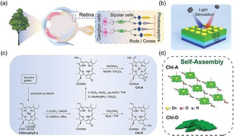 Chlorophyll Based Device Mimics Retinal Edge Detection With All Optical Modulation Lifeboat