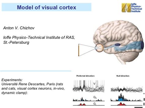 model of visual cortex